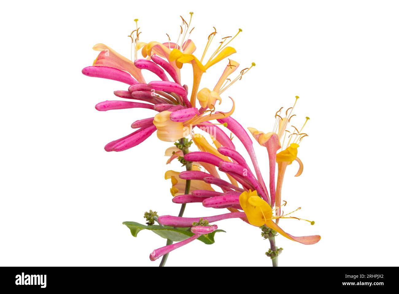 honeysuckle flowers isolated on white background Stock Photo - Alamy