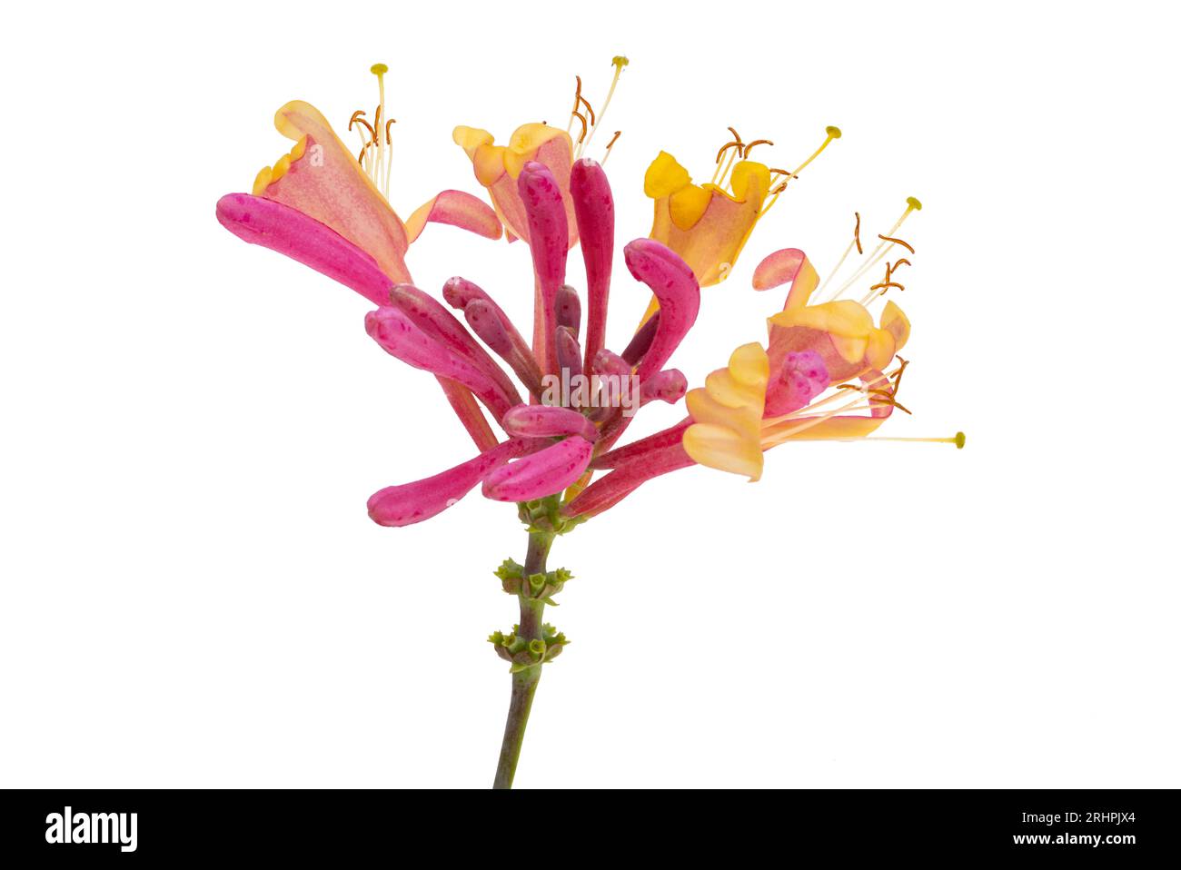 honeysuckle flowers isolated on white background Stock Photo - Alamy