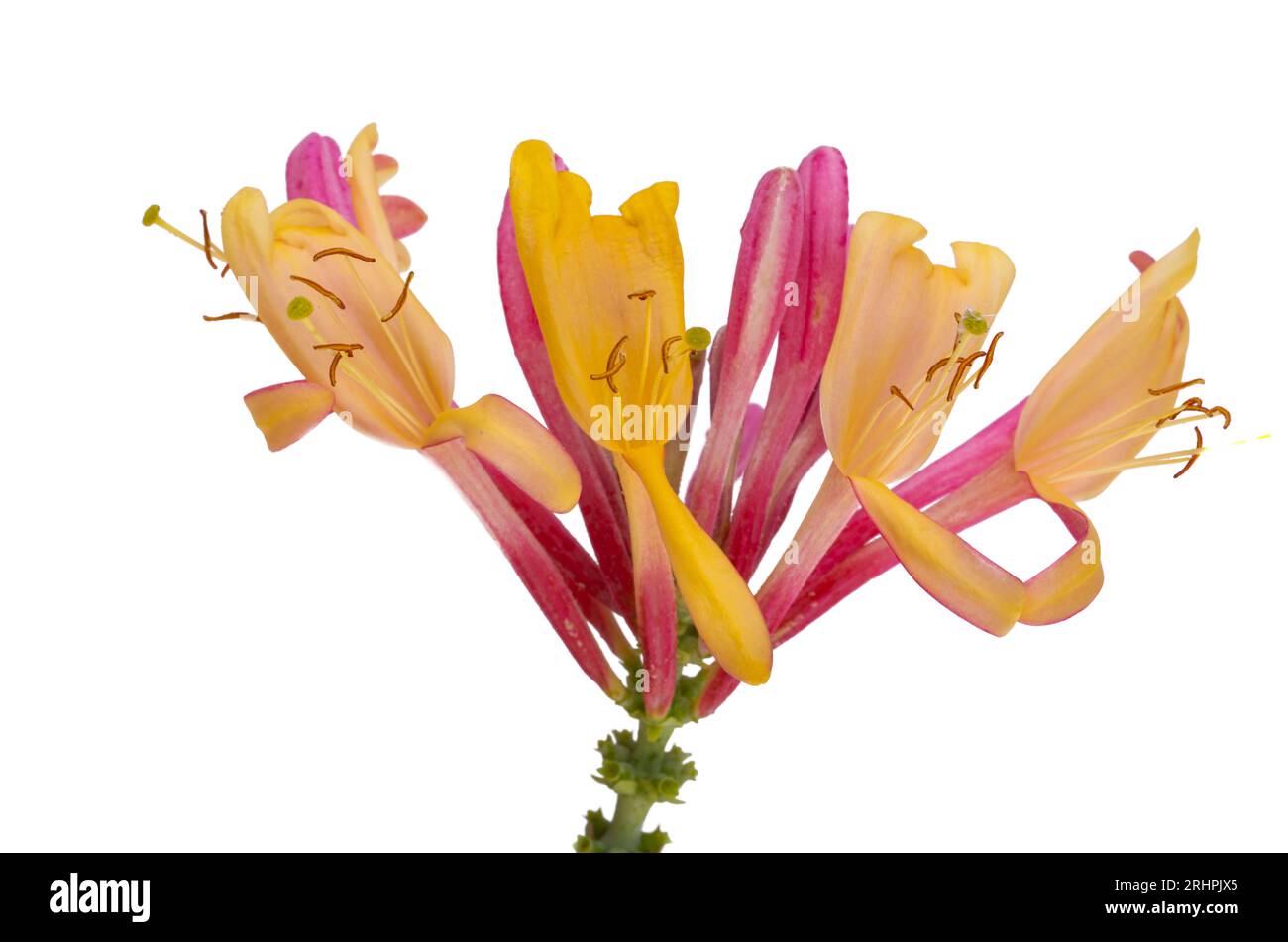 honeysuckle flowers isolated on white background Stock Photo - Alamy