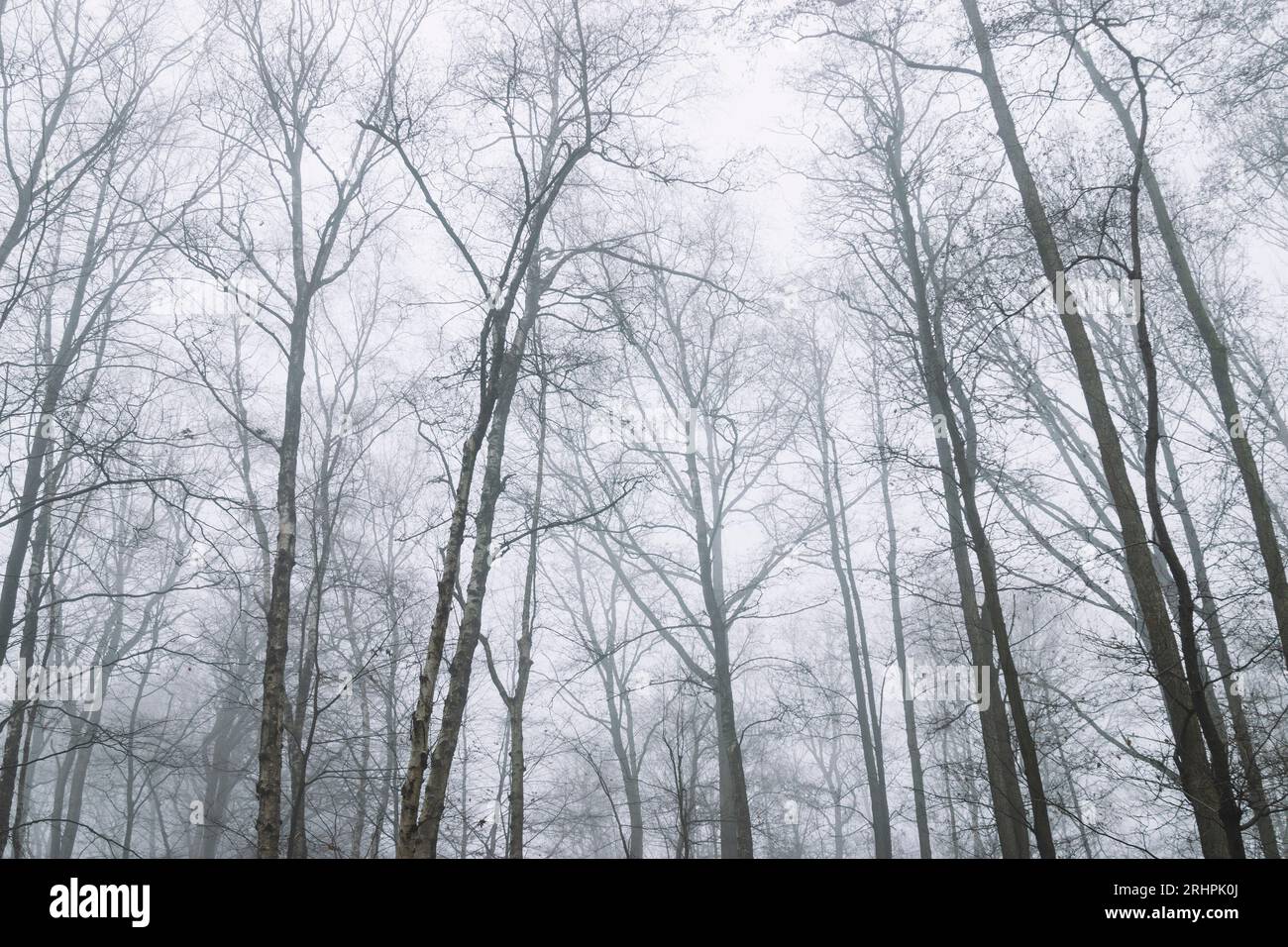 Forest walk on a gloomy January day Stock Photo - Alamy