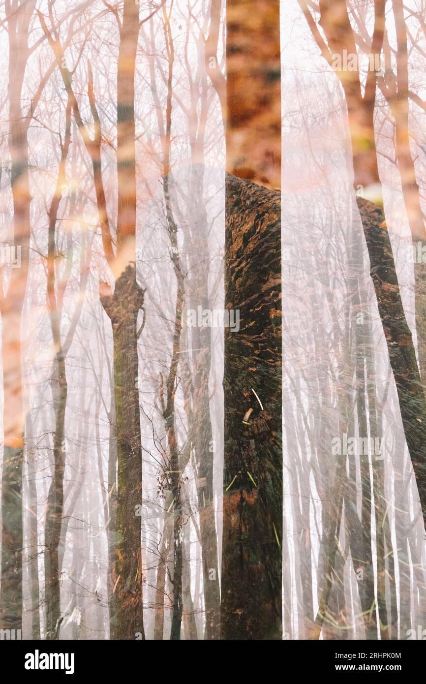 Double exposure forest and trees Stock Photo - Alamy
