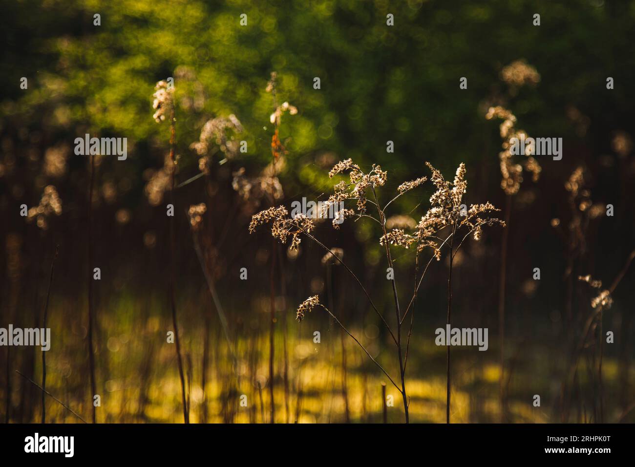 Seed stands canadian goldenrod Stock Photo - Alamy