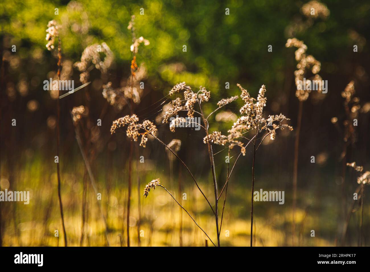 Seed stands hi-res stock photography and images - Alamy