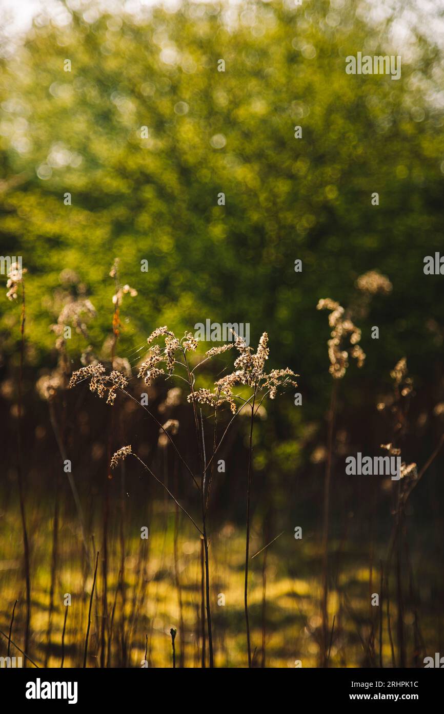 Seed stands hi-res stock photography and images - Alamy