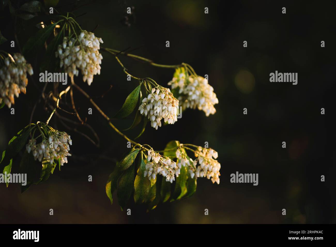 Shadow and bell hi-res stock photography and images - Alamy