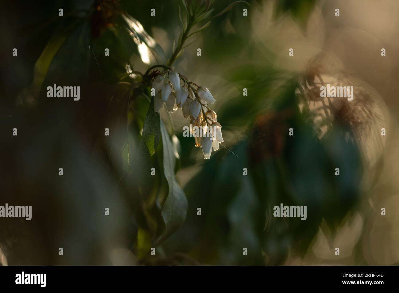 Japanese shadow bell Stock Photo - Alamy