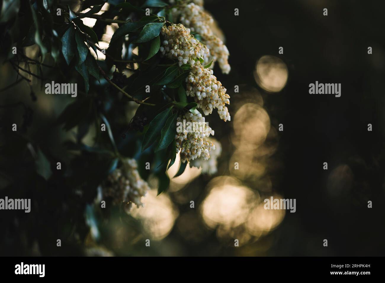 Japanese shadow bell Stock Photo - Alamy