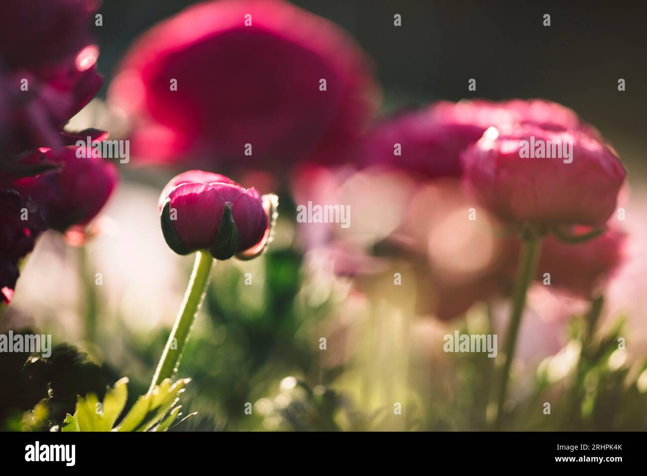 Multi colored peonies hi-res stock photography and images - Alamy
