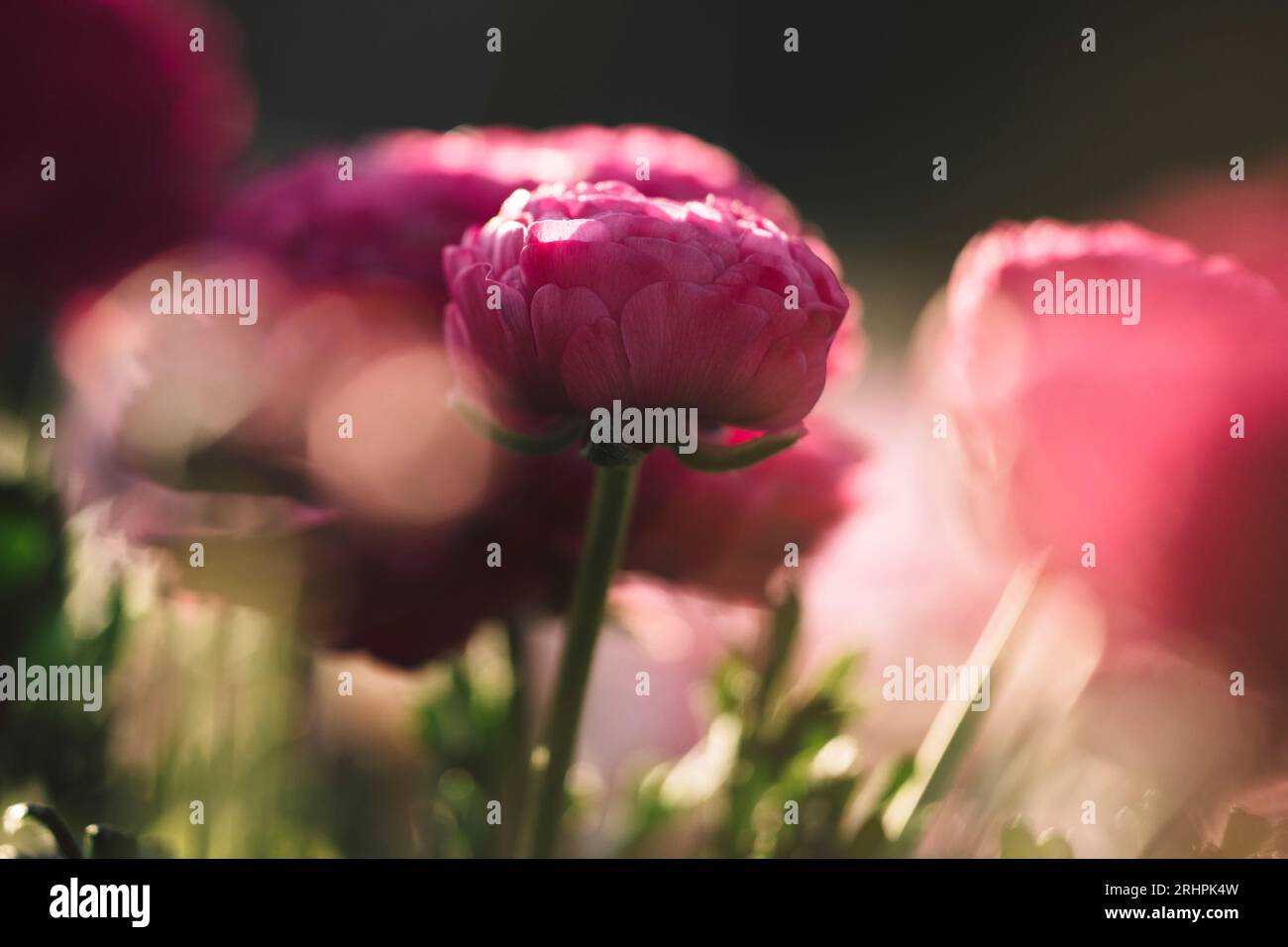 Multi colored peonies hi-res stock photography and images - Alamy