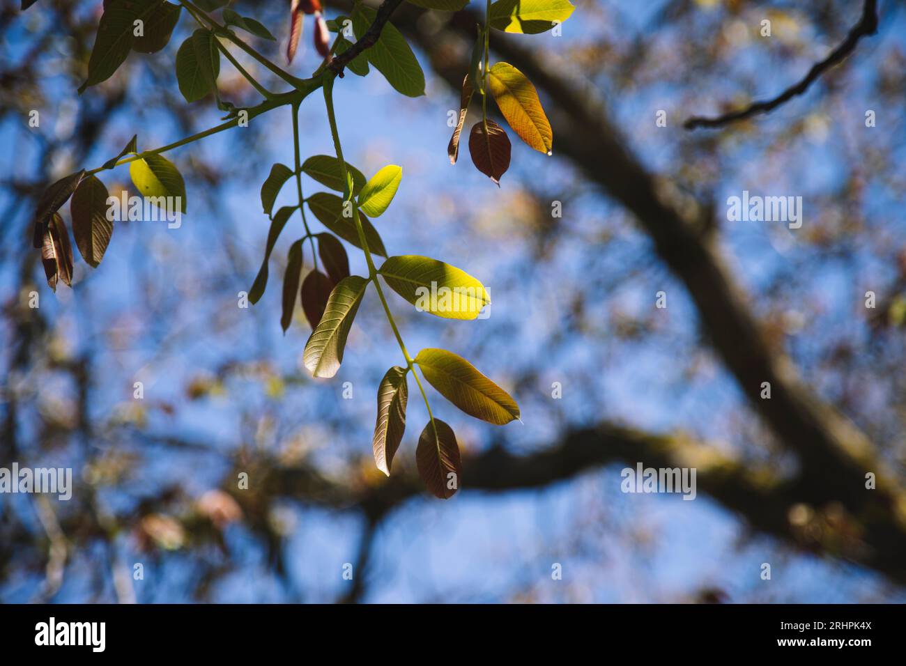 Springtime image with tree hi-res stock photography and images - Alamy