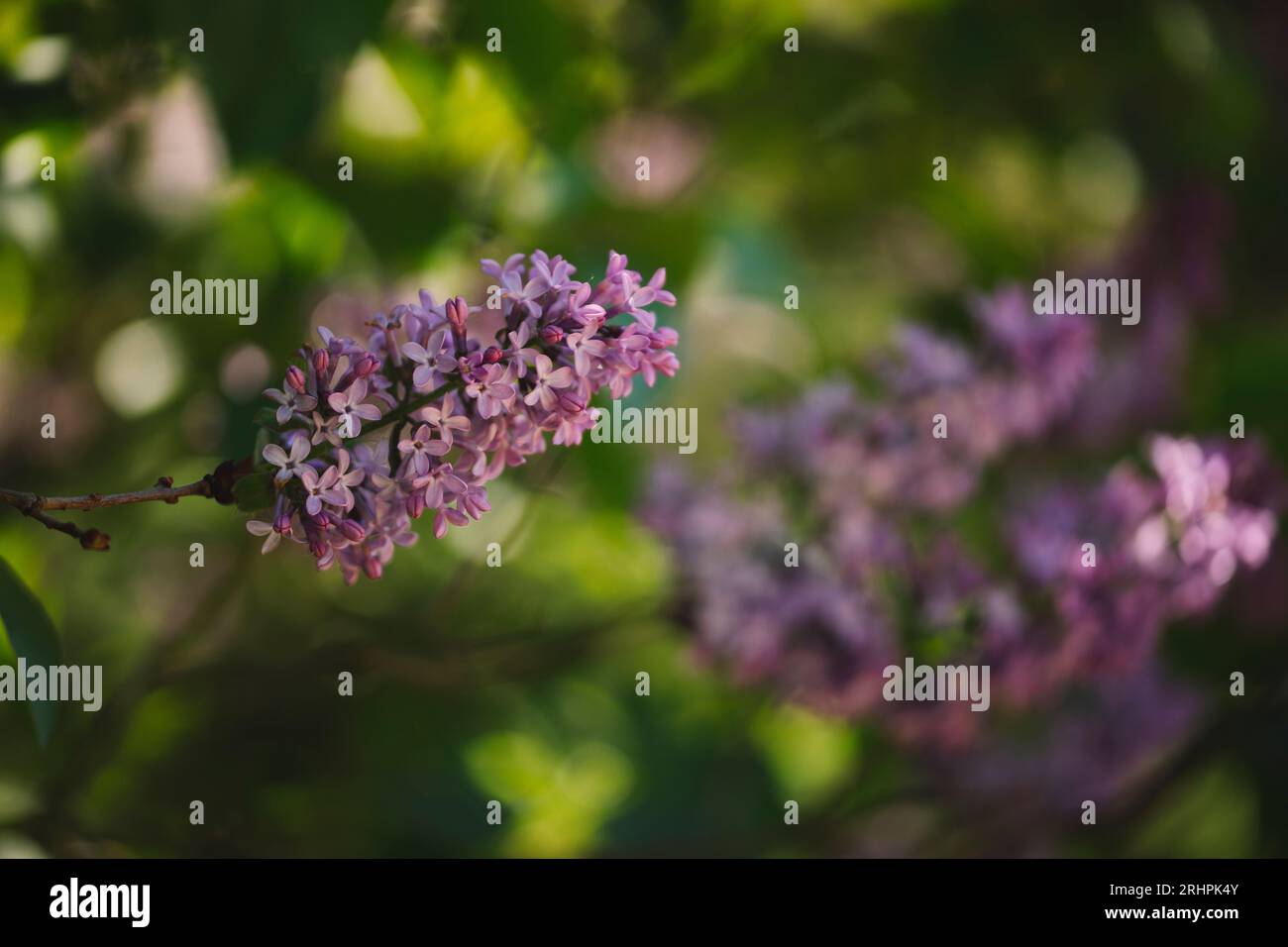 The lilac colored bloom hi-res stock photography and images - Alamy