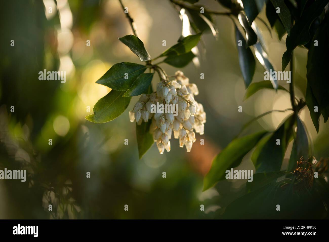 Shadow and bell hi-res stock photography and images - Alamy