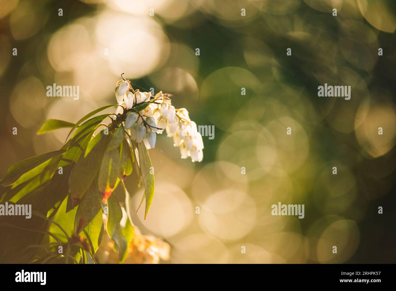 Shadow and bell hi-res stock photography and images - Alamy