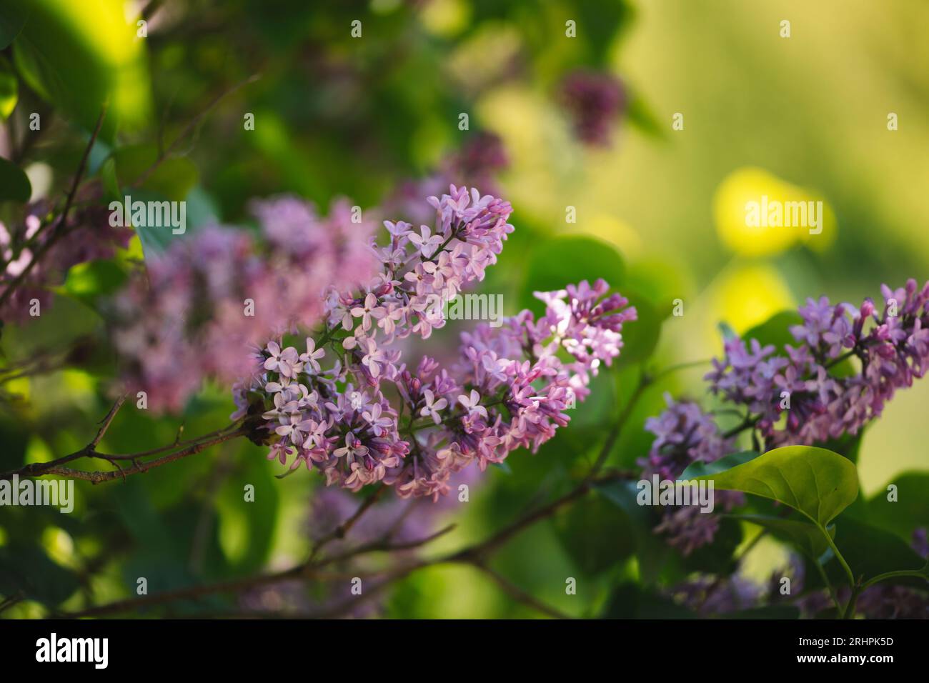 Flowering lilacs hi-res stock photography and images - Alamy