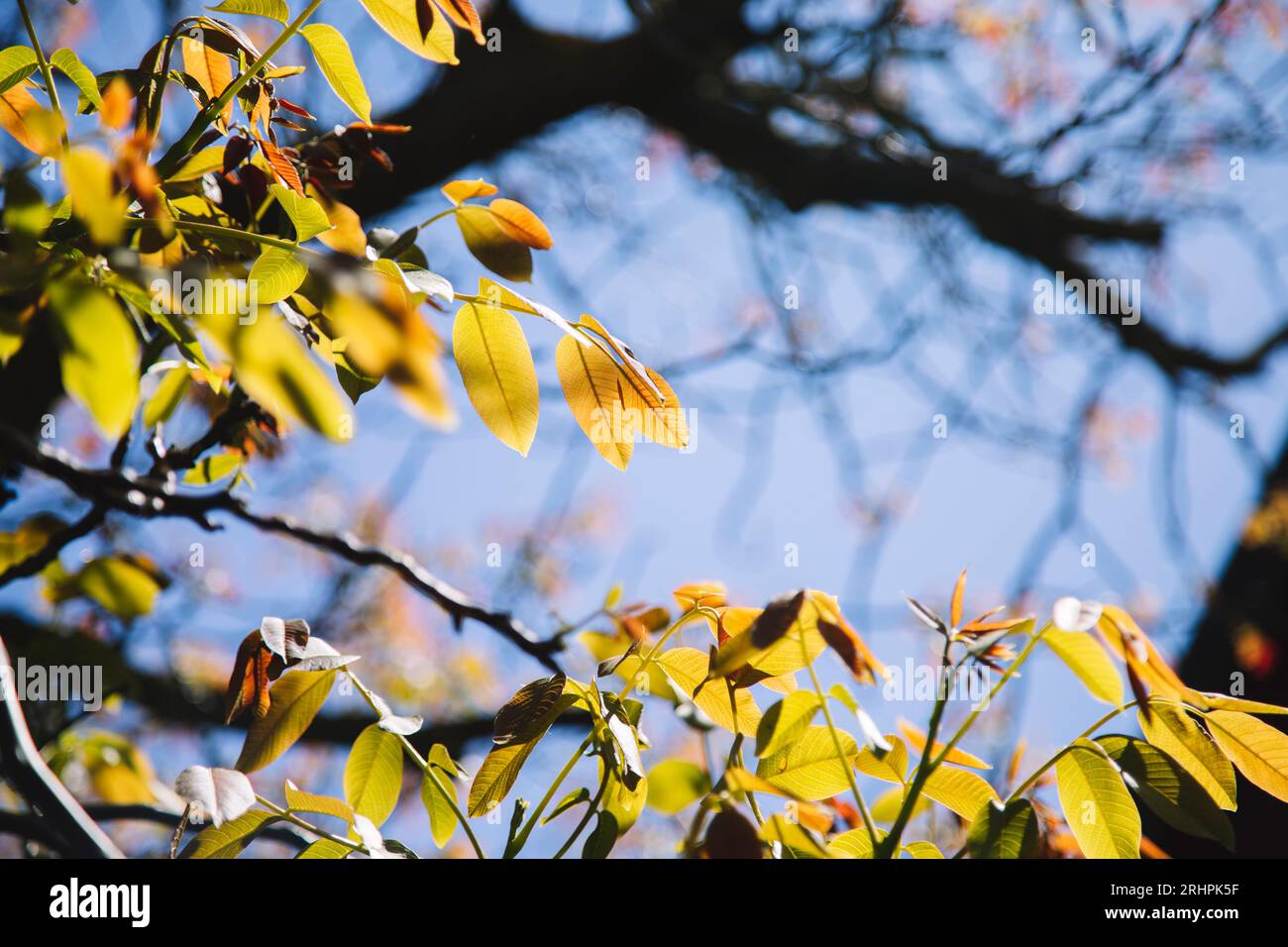Walnut tree in spring with fresh foliage Stock Photo - Alamy