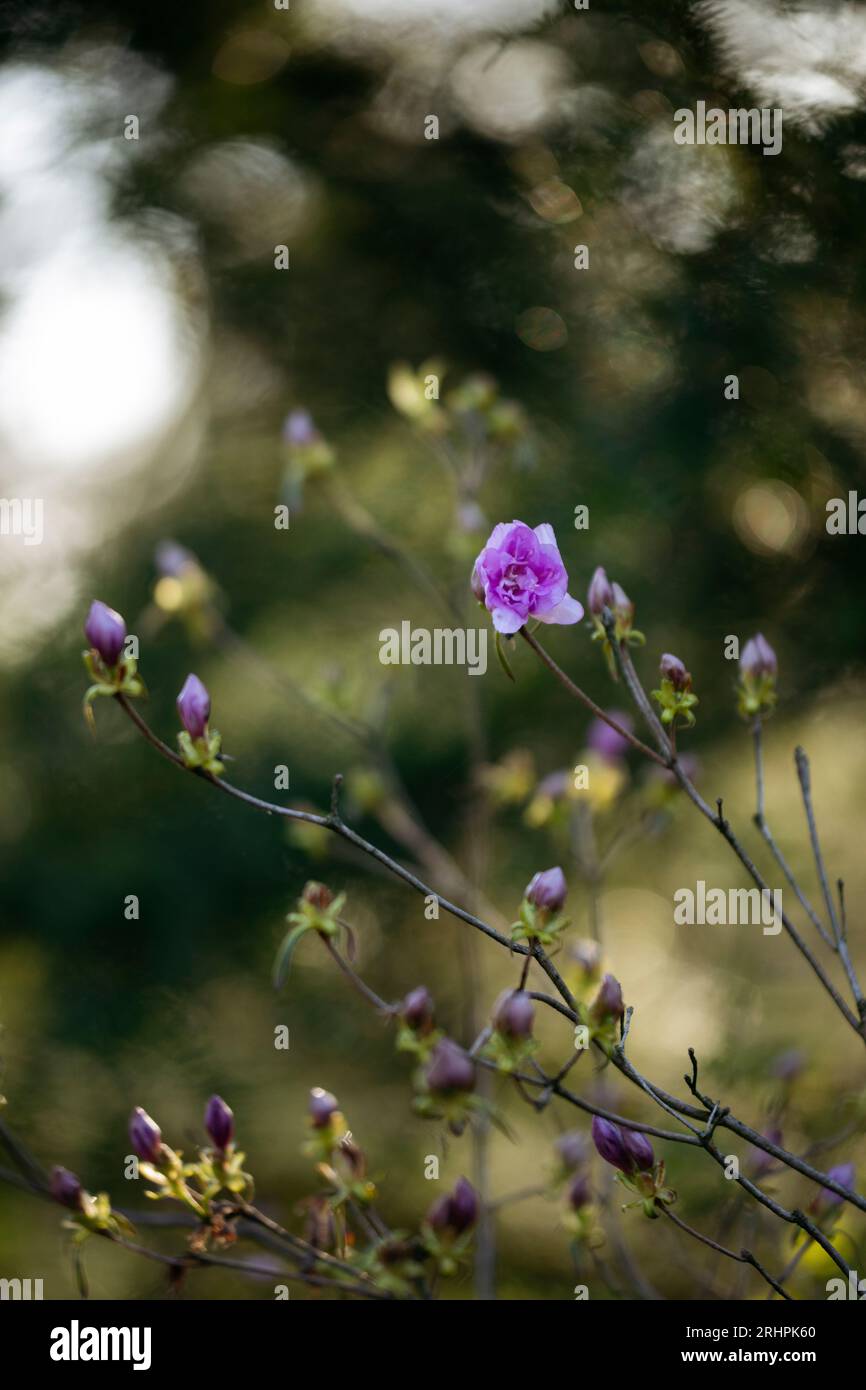 Upright flowering buds hi-res stock photography and images - Alamy