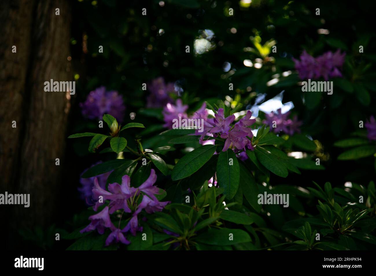 Rhododendron occurrence hi-res stock photography and images - Alamy