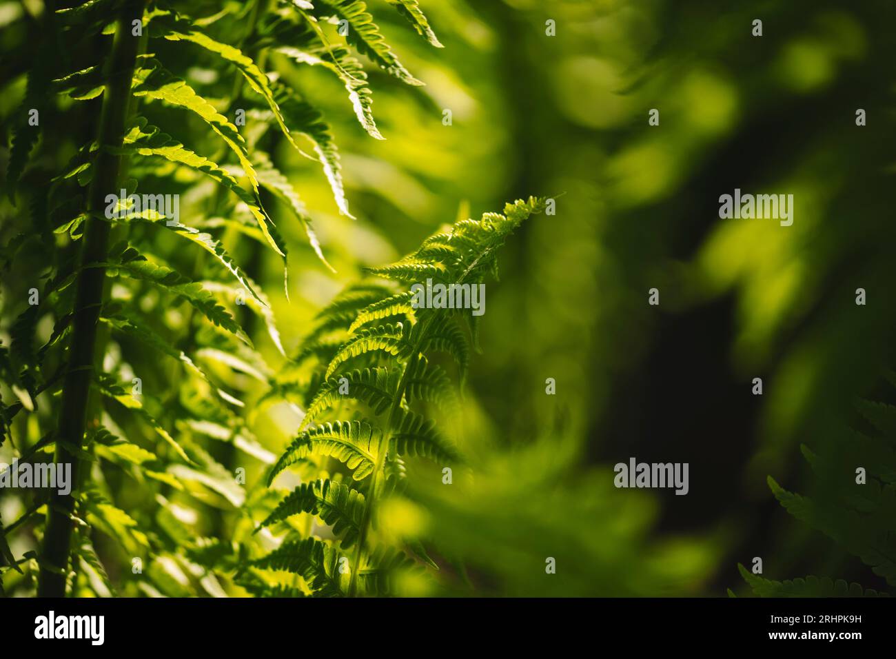 Image picture green fern hi-res stock photography and images - Alamy