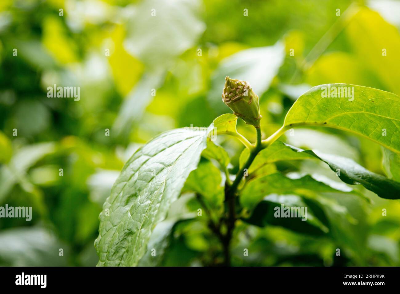 Chinese spice bush Stock Photo - Alamy