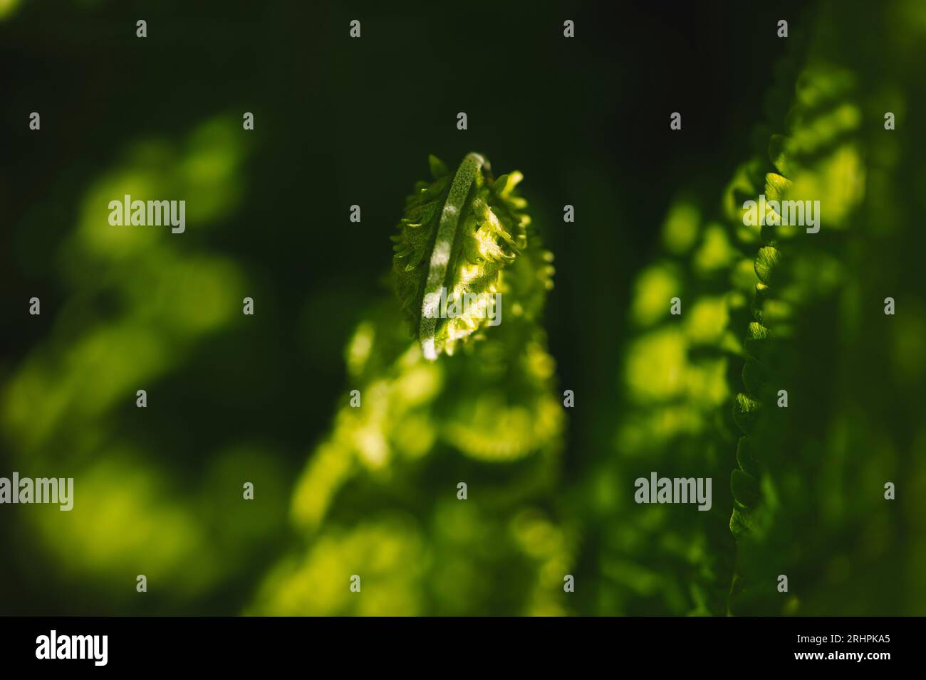 Fern in spring Stock Photo - Alamy