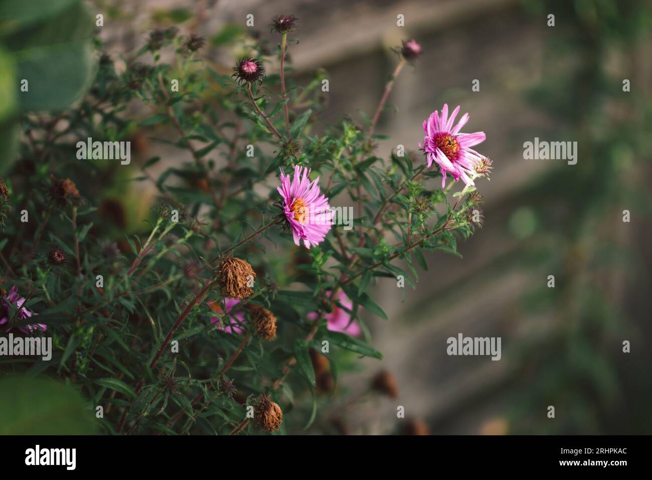 Garden wilt hi-res stock photography and images - Alamy