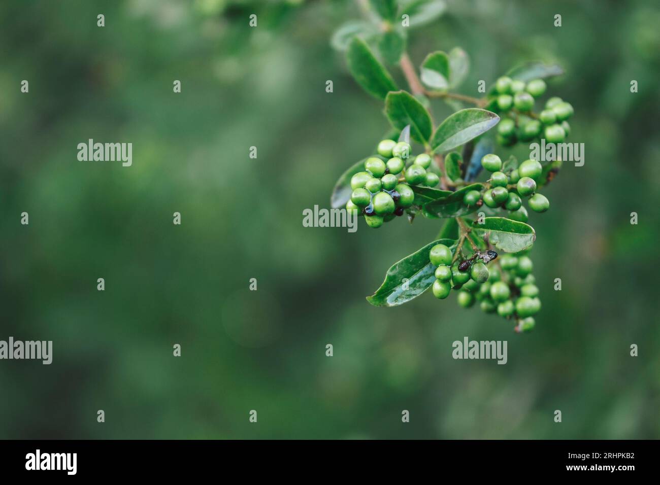 unripe berries from privet Stock Photo - Alamy