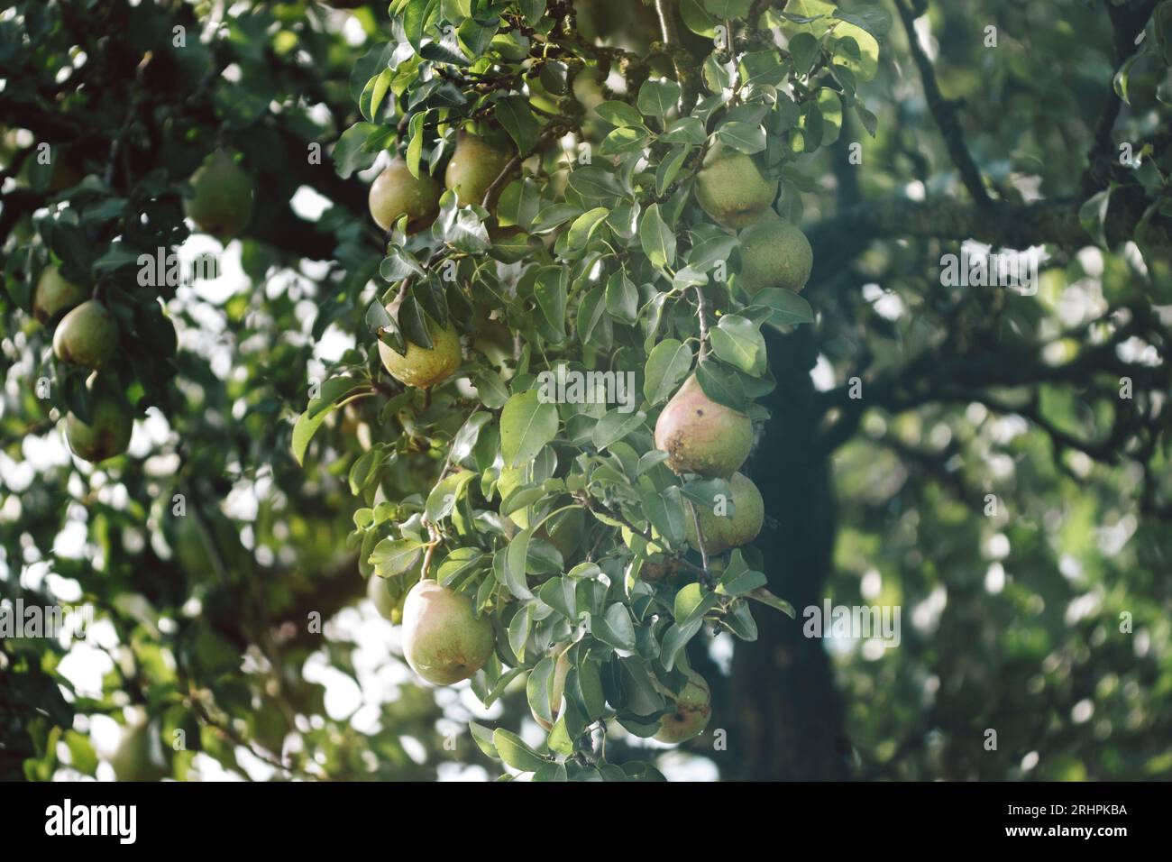 Pear tree with pears Stock Photo - Alamy