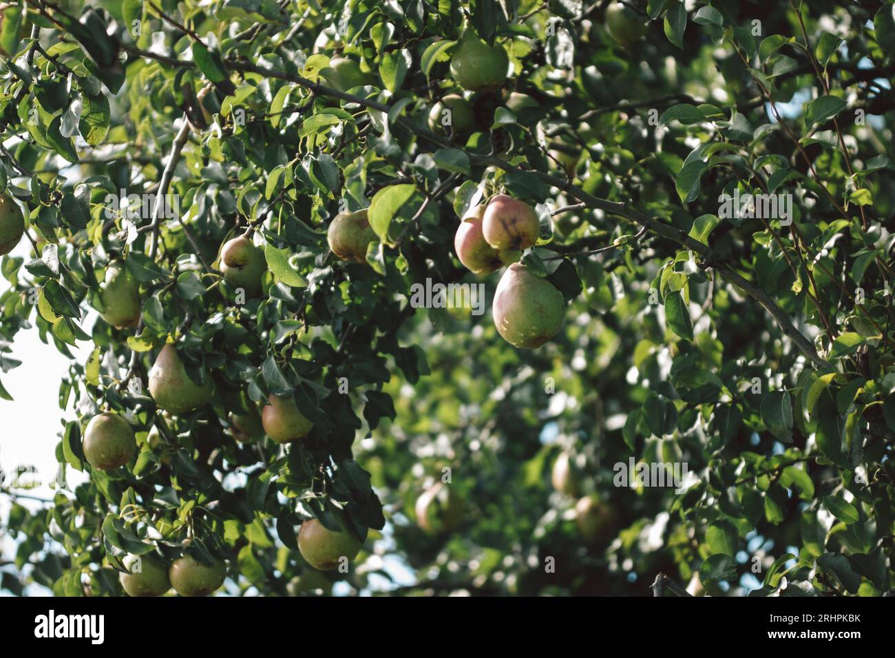 Pear tree with pears Stock Photo - Alamy