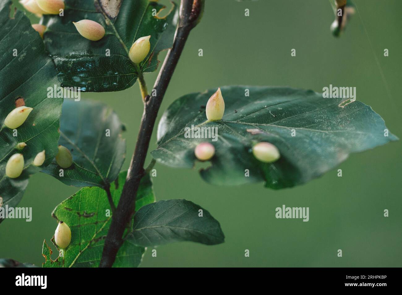Gall midge larvae on beech leaves Stock Photo - Alamy