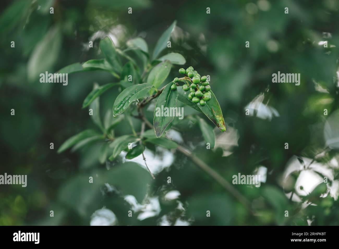 Berries image hi-res stock photography and images - Alamy