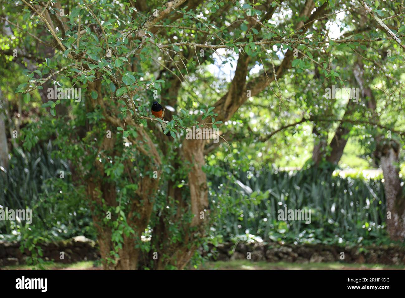 Shama bird hi-res stock photography and images - Alamy
