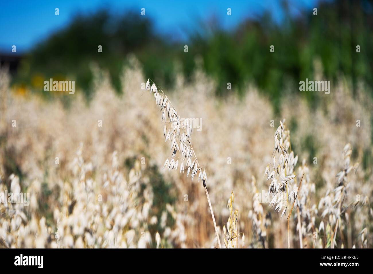 Oats growing hi-res stock photography and images - Alamy