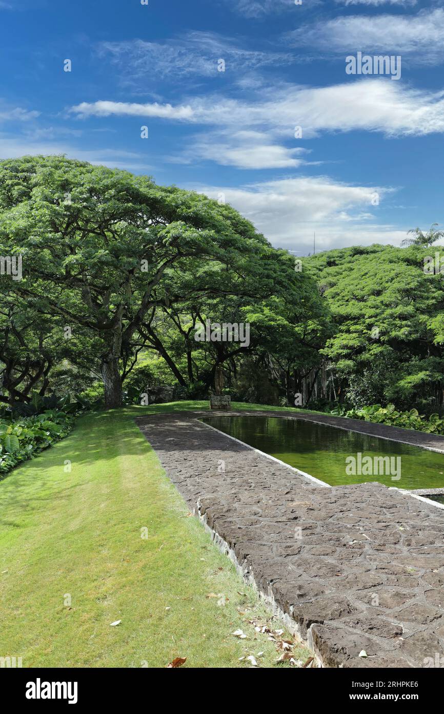 Reflecting pool, statue, grass, Taro plants and Monkey pod trees in the ...