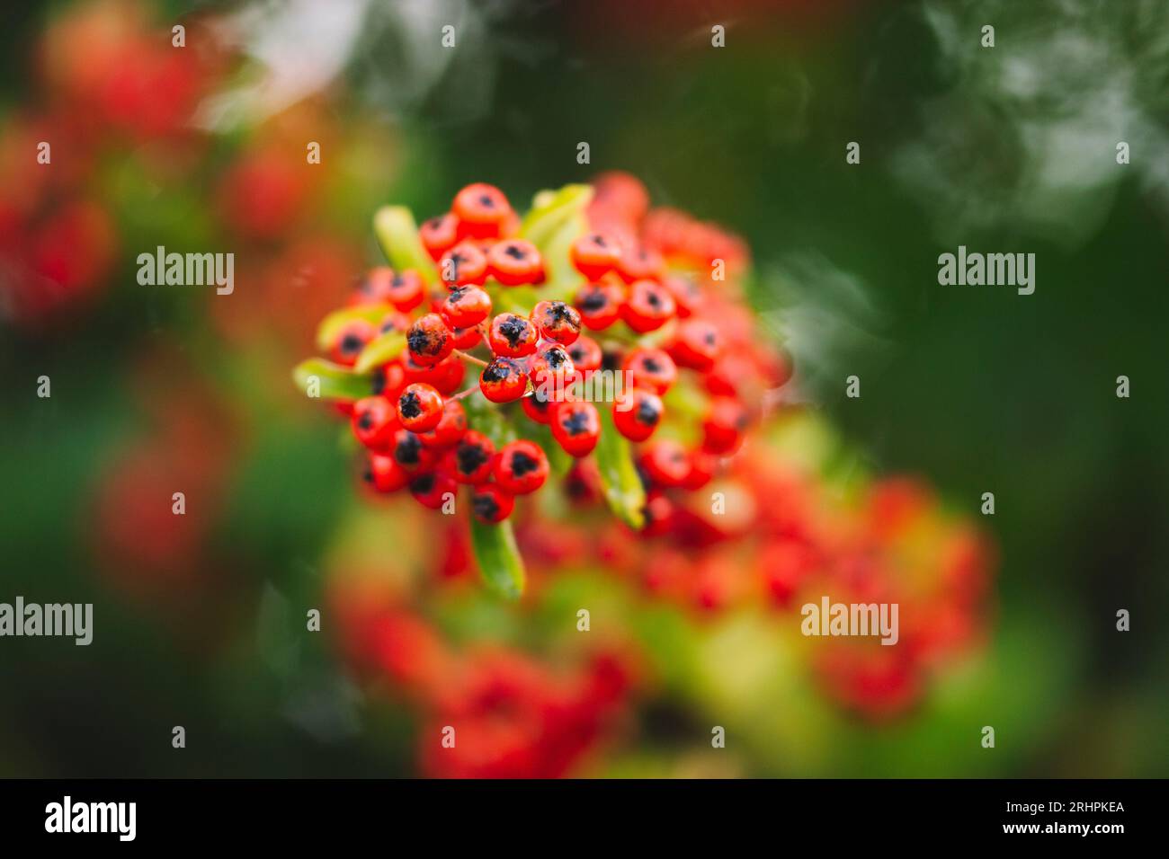 Red fire thorn berries hi-res stock photography and images - Alamy