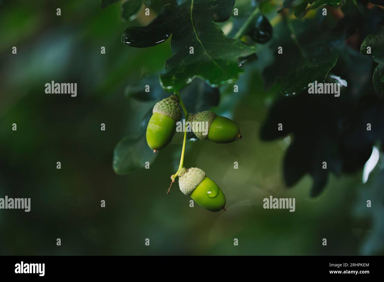 Oak with acorns Stock Photo - Alamy