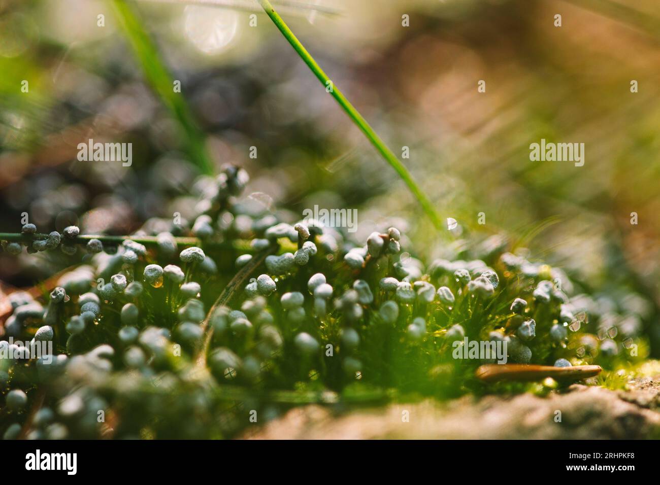Hike in September in the Silberbach valley in Horn Bad Meinberg. coal ...