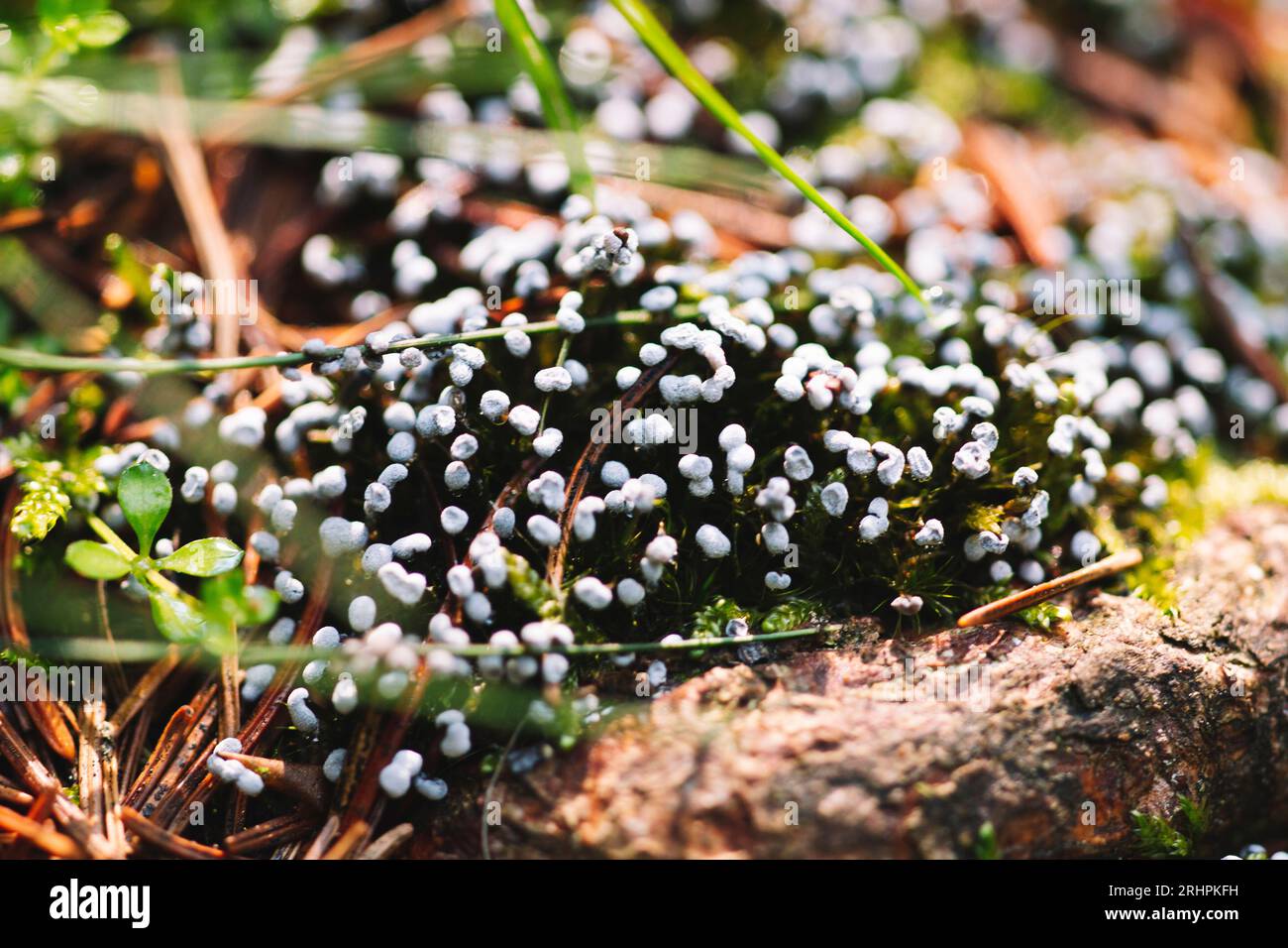 Hike in September in the Silberbach valley in Horn Bad Meinberg. coal ...