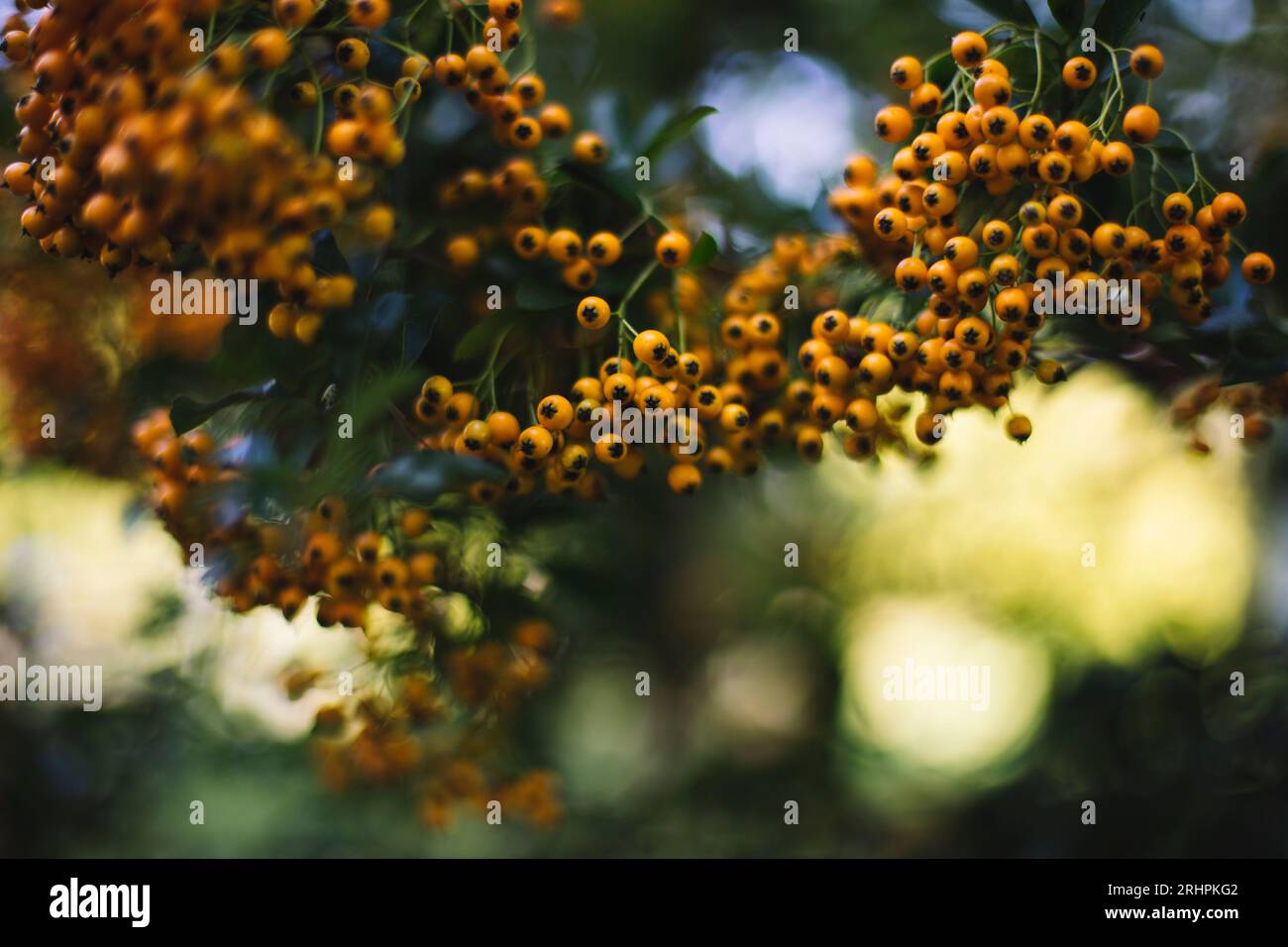 Fire berry hi-res stock photography and images - Alamy