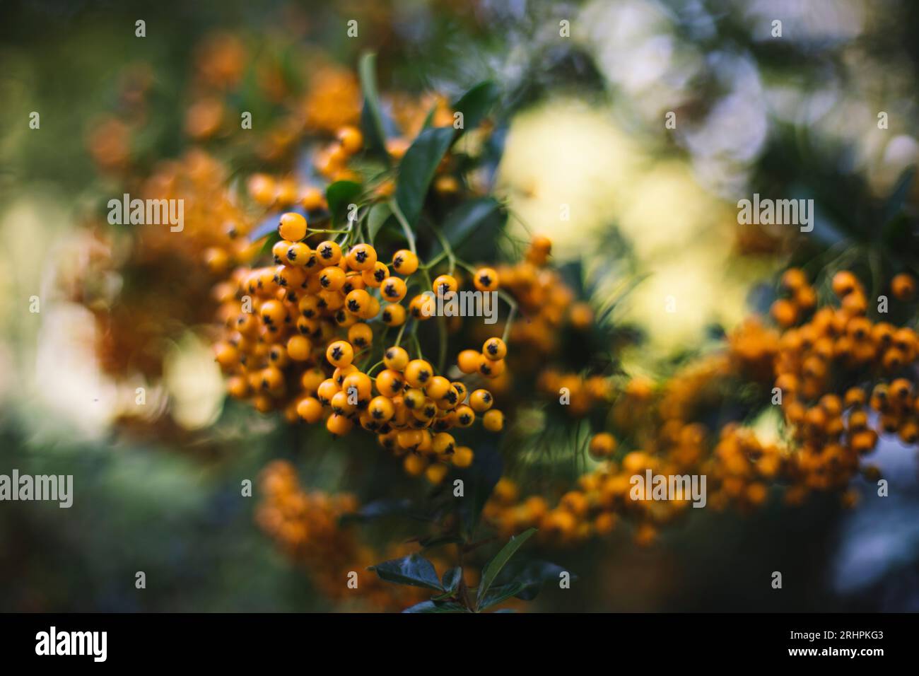 Thorn fire hi-res stock photography and images - Alamy
