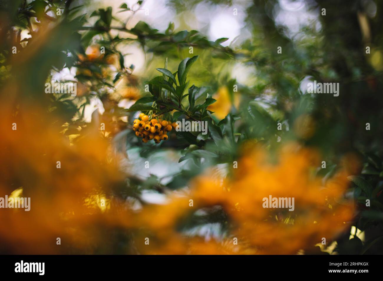 Fire berry hi-res stock photography and images - Alamy