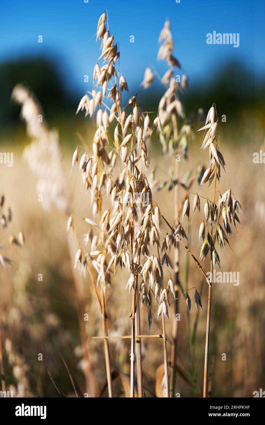 Oats growing hi-res stock photography and images - Alamy