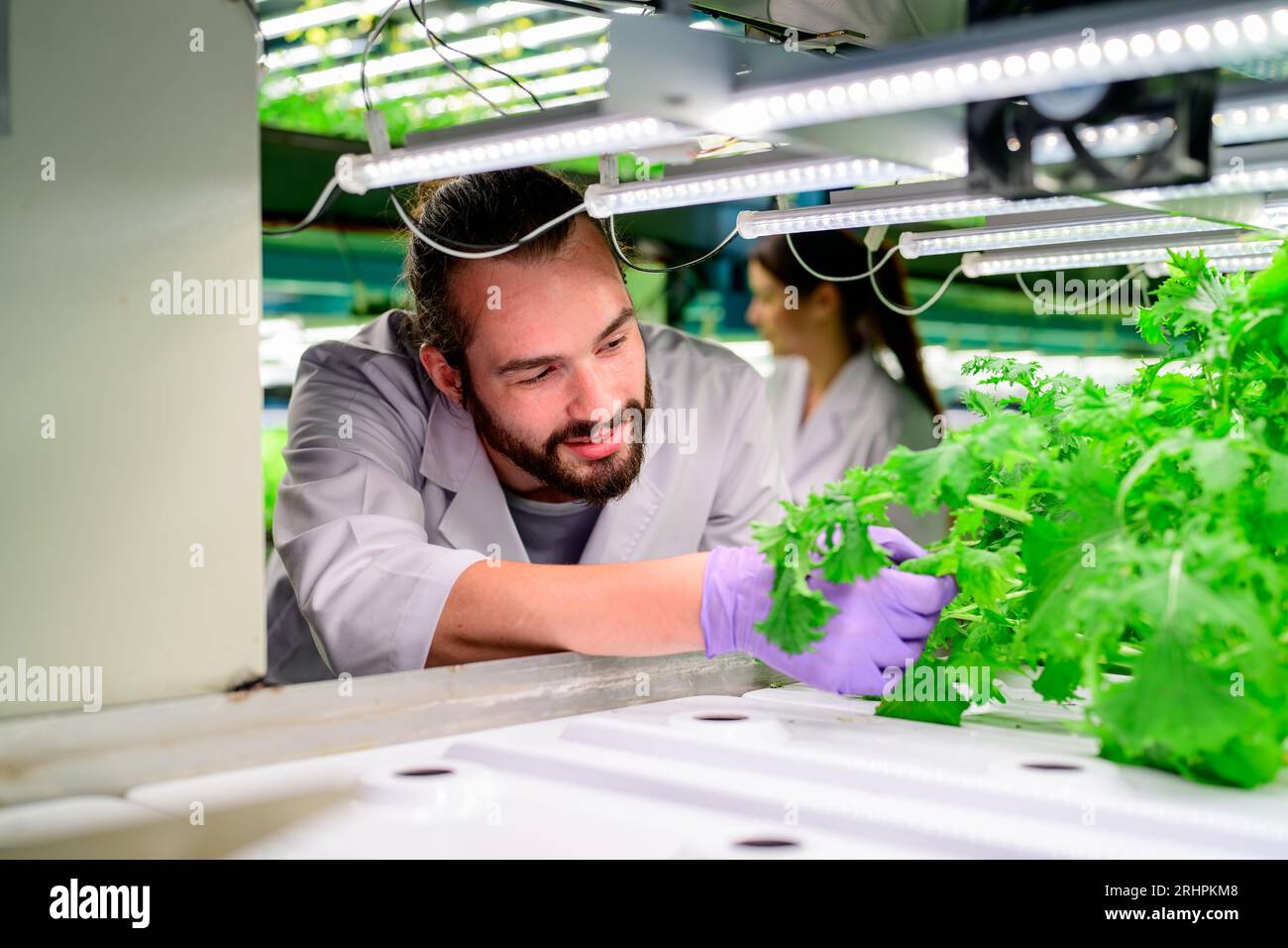 Scientists team working and researching in hydro and organic farm Stock ...