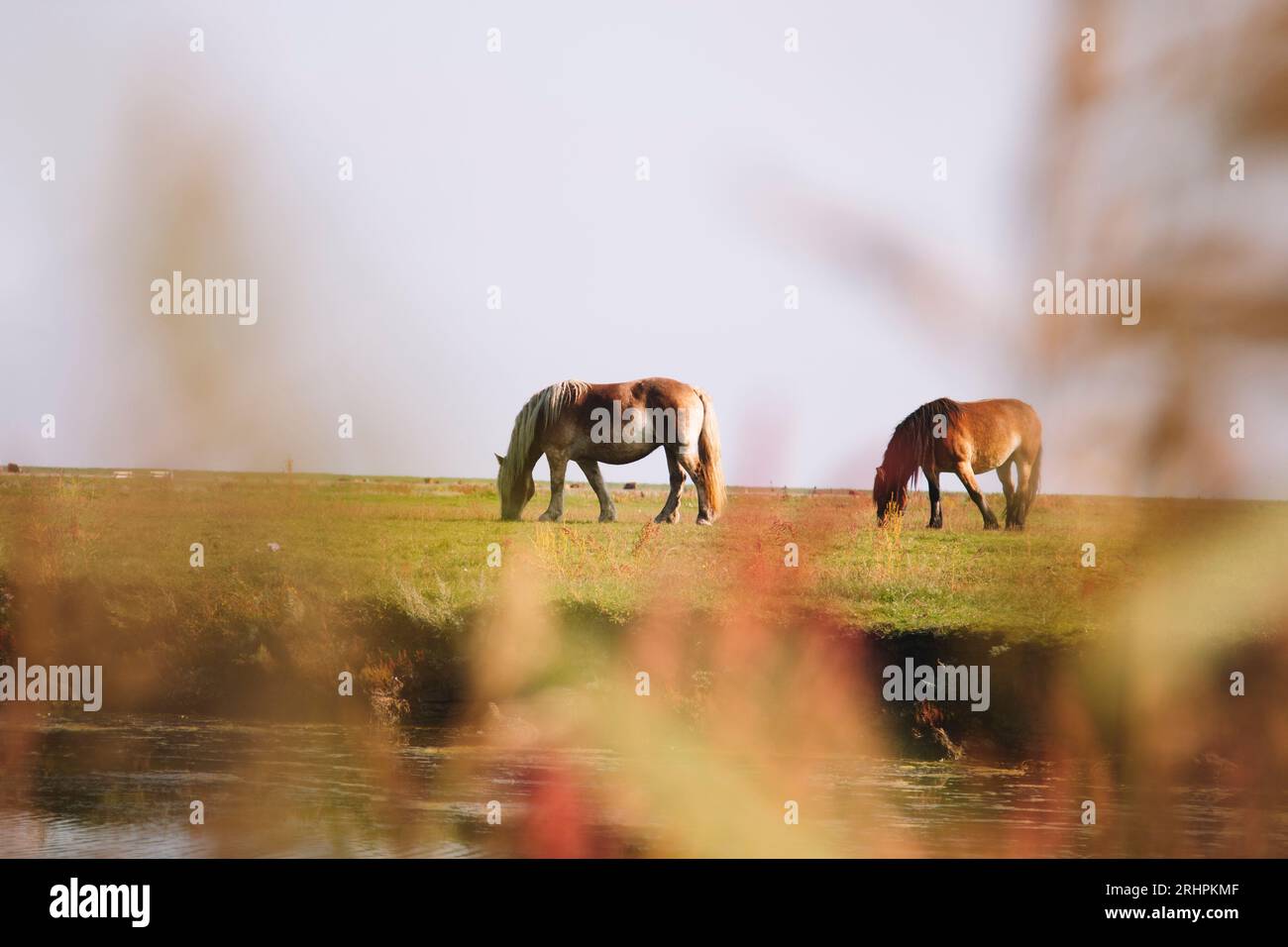 Hallig hooge horse hi-res stock photography and images - Alamy