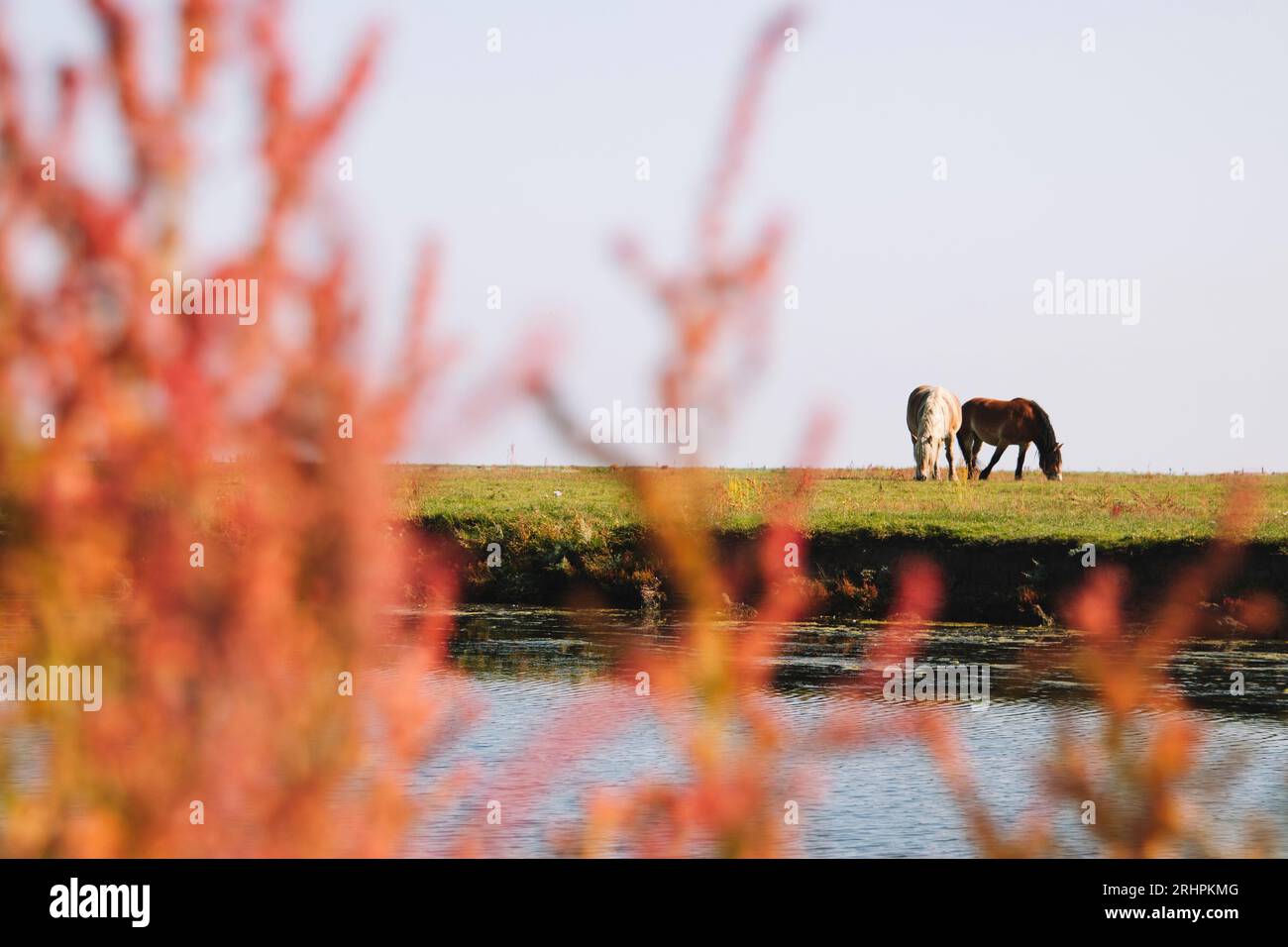Hallig hooge horse hi-res stock photography and images - Alamy