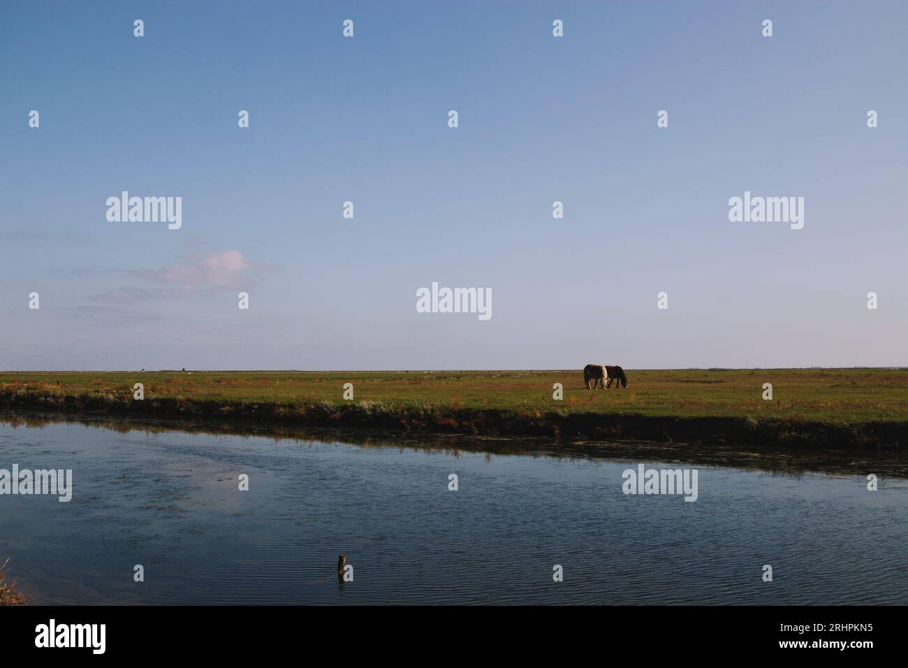 Hallig hooge horse hi-res stock photography and images - Alamy