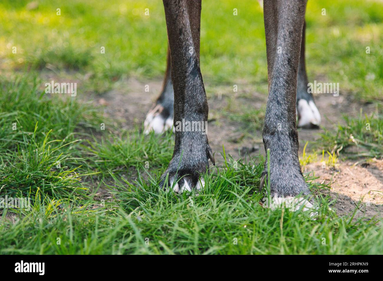 Great Dane legs Stock Photo - Alamy