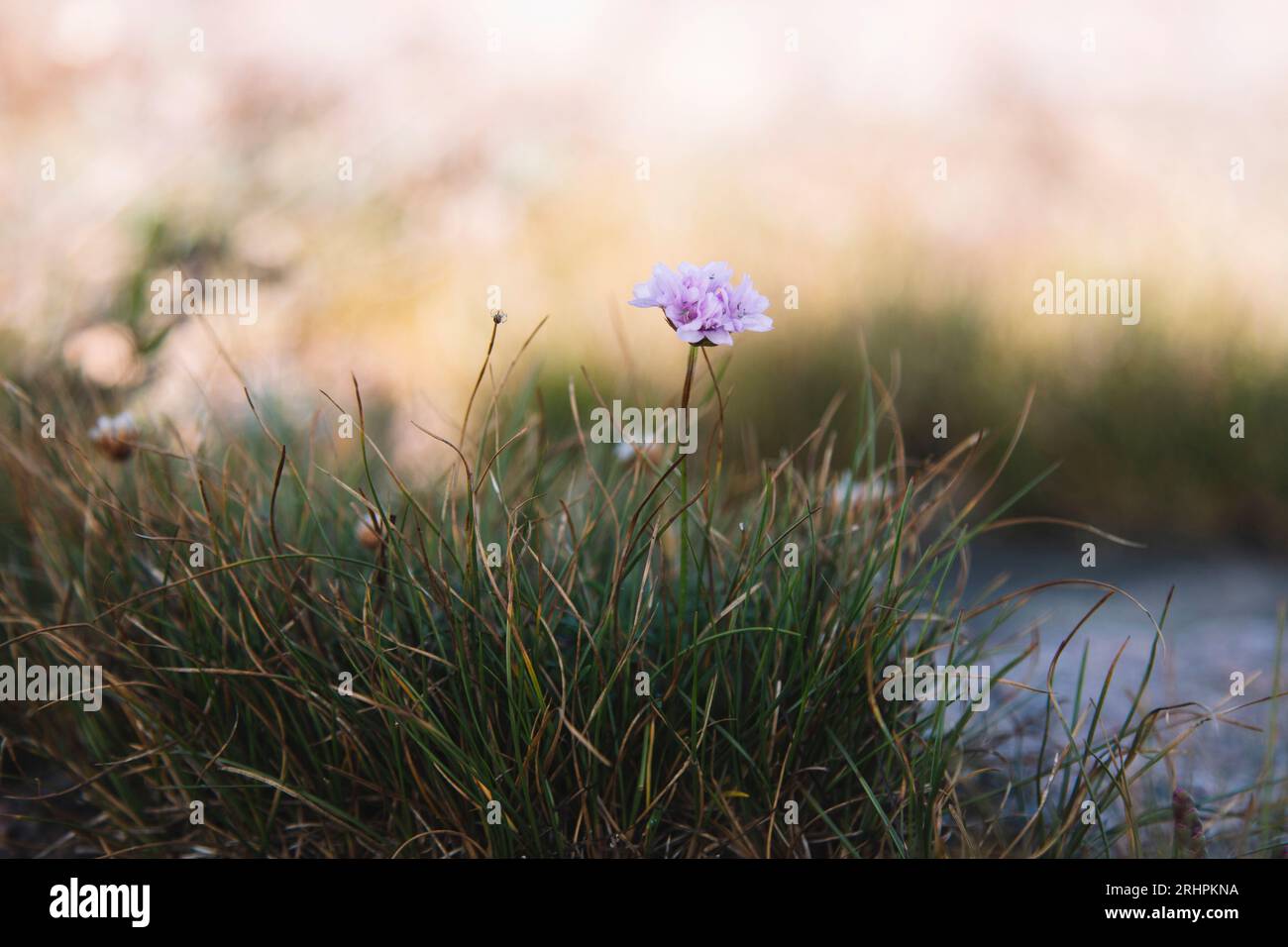 Grass rood hi-res stock photography and images - Alamy