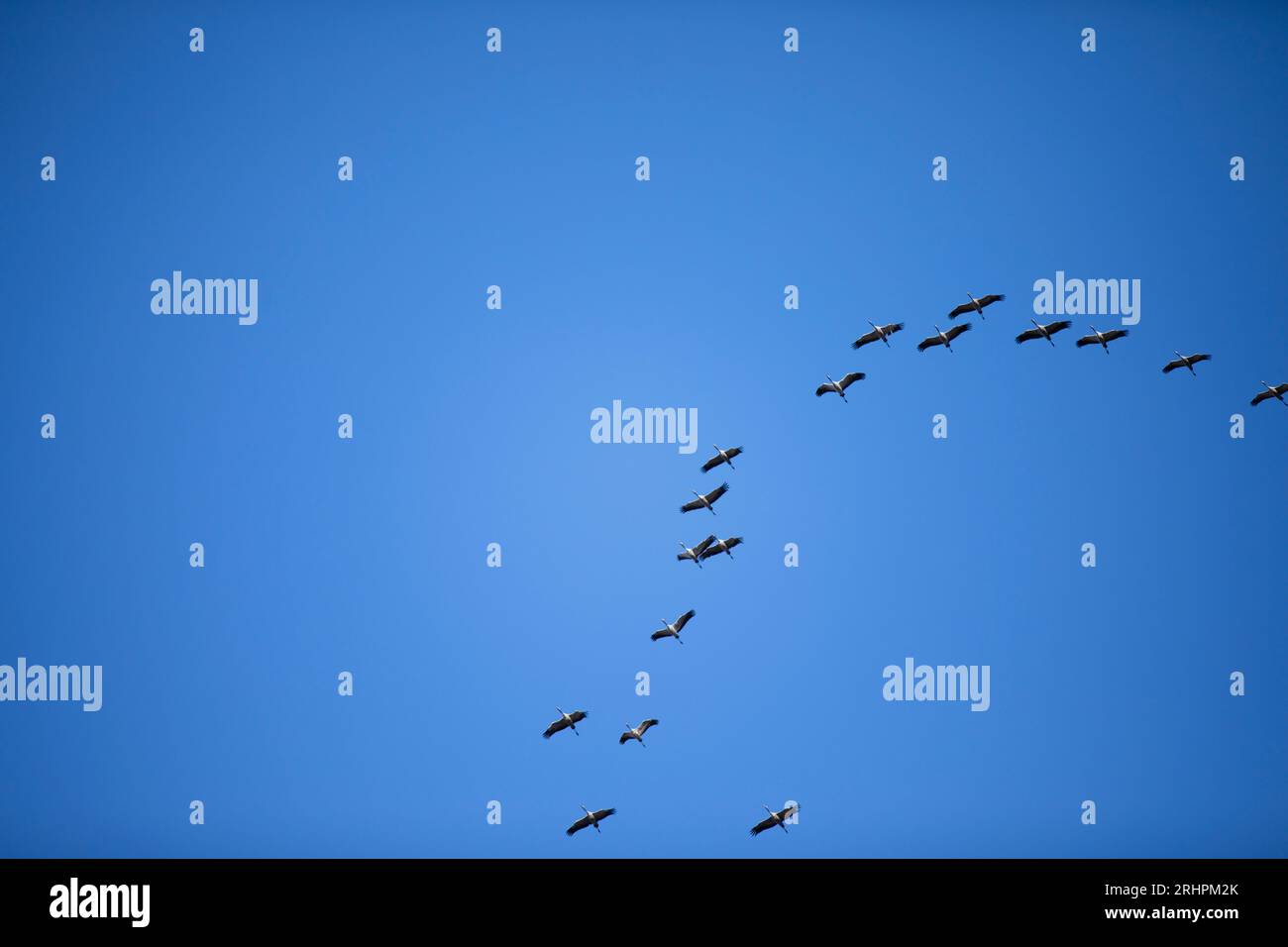 Cranes image hi-res stock photography and images - Alamy Cranes image hi-res stock photography and images - Alamy