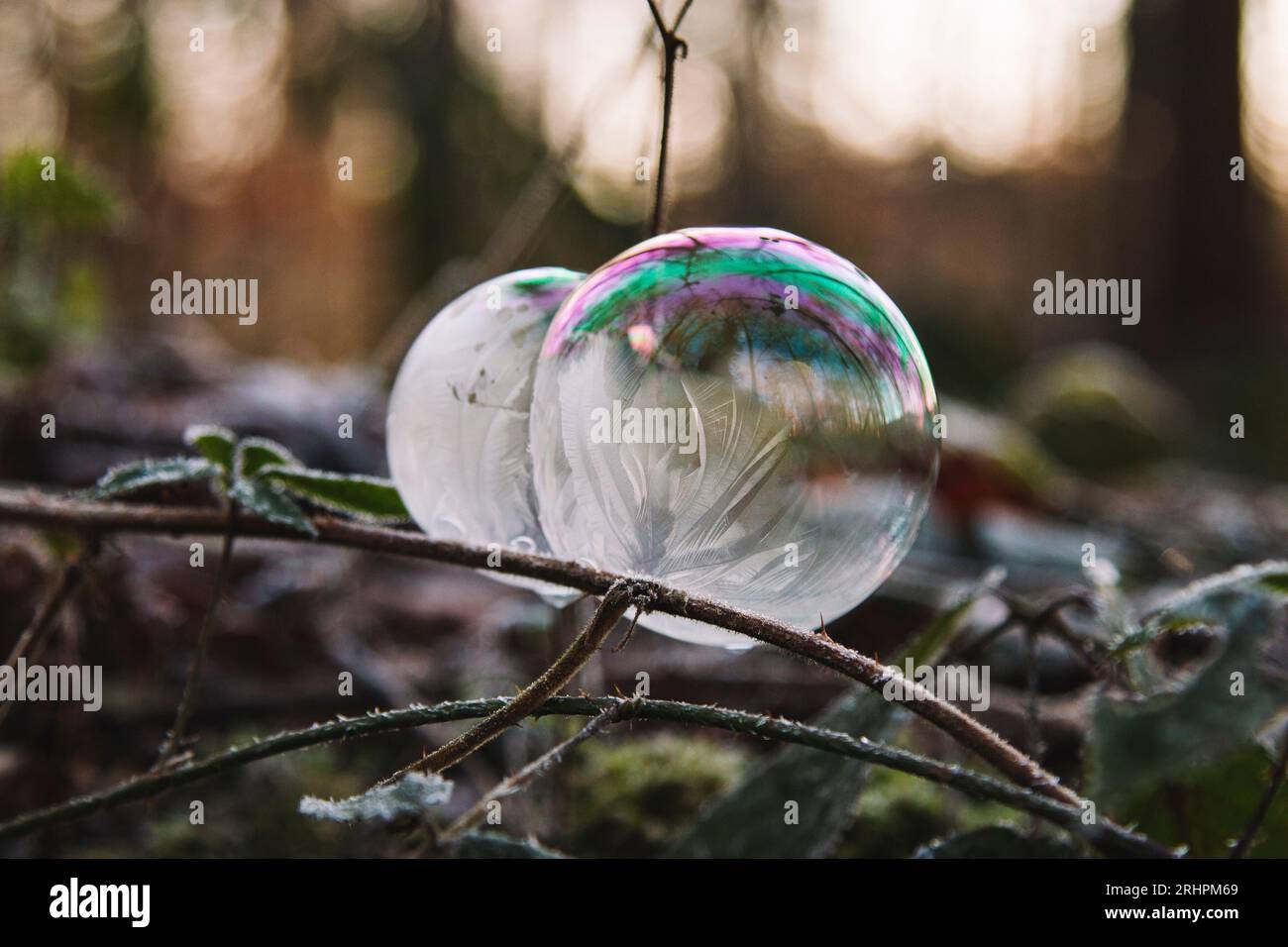 Frozen soap bubbles in the forest Stock Photo - Alamy