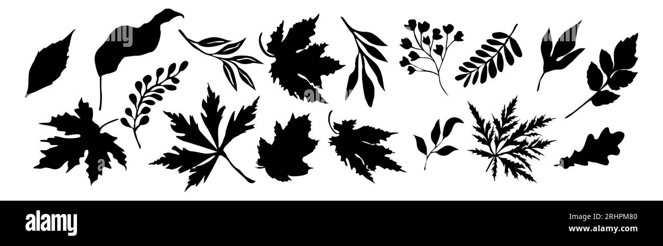 Set of black silhouettes of autumn leaves and branches. Fall maple, oak ...